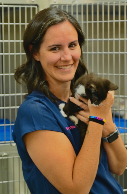 Tillis Animal Hospital – Family focused veterinary care